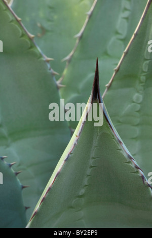 Desert agave (Agave deserti) plant in the mountains near Palm Desert ...