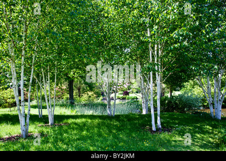 A small shady copse of silver birch trees in an English country garden ...