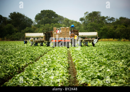 Lettuce harvesting equipment in the field Stock Photo - Alamy