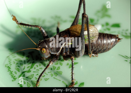 katydid is kept as pet during winter in Beijing, China Stock Photo - Alamy