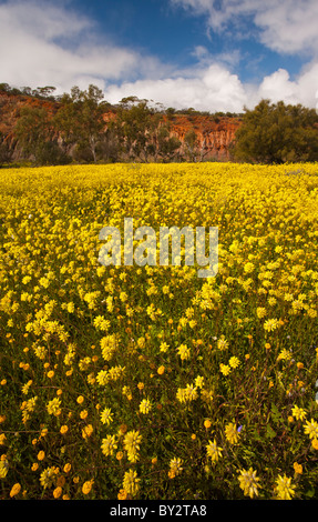 Brilliant West Australian wildflower red bottlebrush callistemon shrub ...