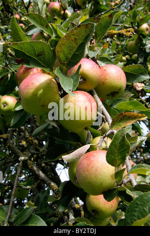 Apples growing in a Tree Cotswolds Oxfordshire England uk Stock Photo ...