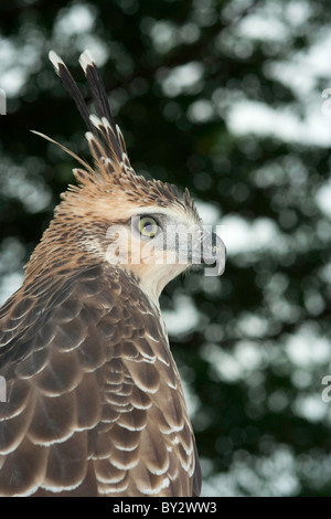 Juvenile Changeable hawk-eagle or crested hawk-eagle (Nisaetus ...