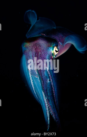 Caribbean Reef Squid at night on reef Stock Photo - Alamy