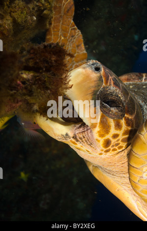 Loggerhead turtle (Caretta caretta) eating a seven-arm octopus ...
