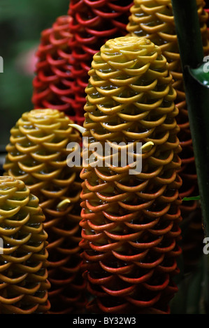 Plant from jungle. Torch Ginger, Phaeomeria Magnifica. Amazonia ...