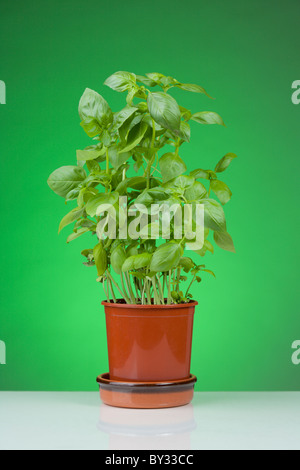 Fresh organic basil Stock Photo - Alamy