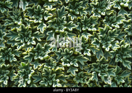 Balsam Bog (Bolax gummifera) Close-up of leaves, growing at the foot of ...