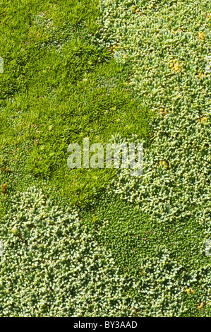 Balsam Bog (Bolax gummifera) grows at foothill of Glaciar Martial above ...