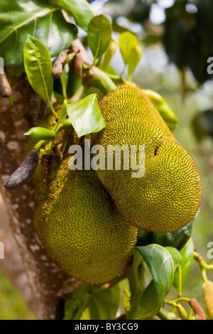 Xishuangbanna Tropical Botanical Garden, Menglun, Yunnan Province ...