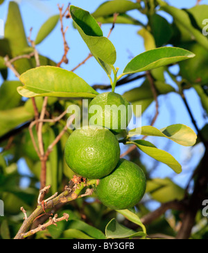 Citrus latifolia or Tahitian Limes growing on a tree Stock Photo - Alamy