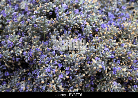 Detail of a dried lavander flower Stock Photo - Alamy