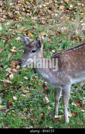 Fallow doe in late summer Stock Photo - Alamy