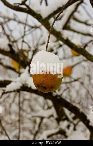 Snow covered apple orchard Stock Photo - Alamy