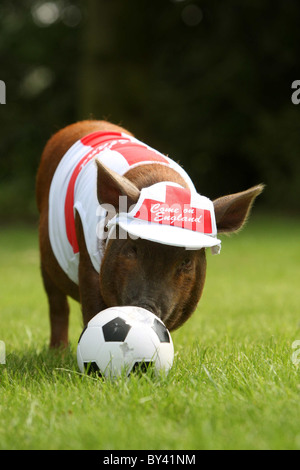Pig Playing Football Stock Photo - Alamy
