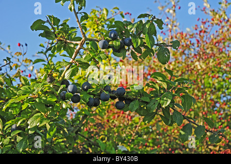 Damson plum or wild bullace tree, Prunus domestica subsp. insititia ...
