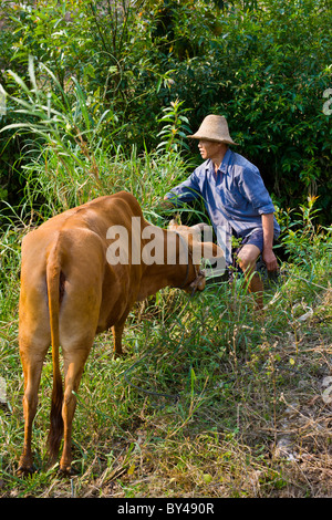 Old Dai man grazing his cow Ganlanba (Menghan), Jinghong, Yunnan ...