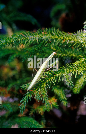 Praying mantis, carnivore, city of Novato, Marin County, California ...