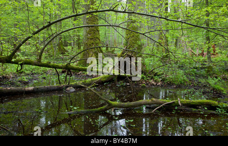 Springtime deciduous wet forest with water in foreground and flowering ...