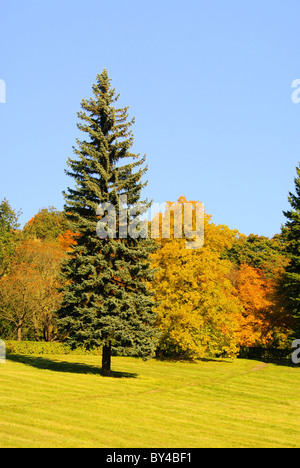 Fresh yellow maple fall tree foliage on ground of park lighted with ...