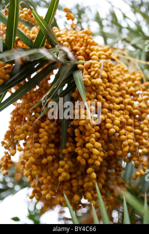 Bunches of dates growing on a palm tree. Dates are covered in a net to ...