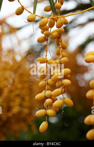 Dates Growing on Tree Stock Photo - Alamy