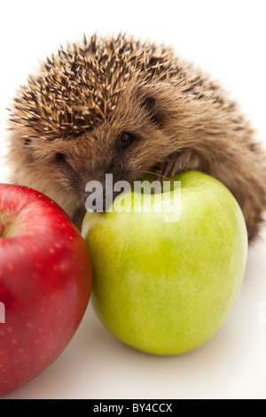 Little hedgehog and apples Stock Photo - Alamy