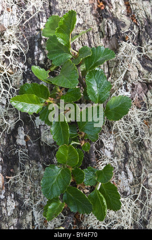 Lenga (Nothofagus pumilio) leaves with bark in the background Parque ...