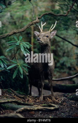 A Deer in a Forest of the Yaku Islands. Kagoshima Prefecture, Japan ...