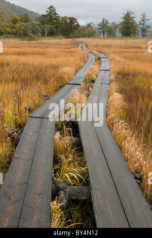 Boardwalk in wetland, Ozegahara marshland, Oze national park ...