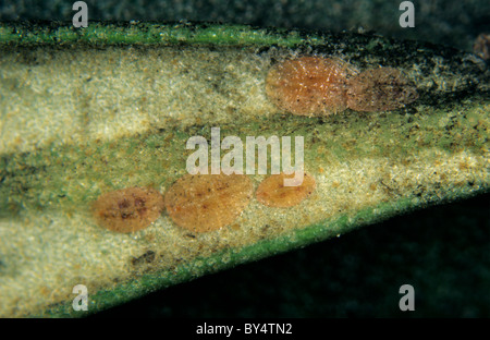 Black scale Saissetia oleae immature sooty mould on an olive leaf Stock ...
