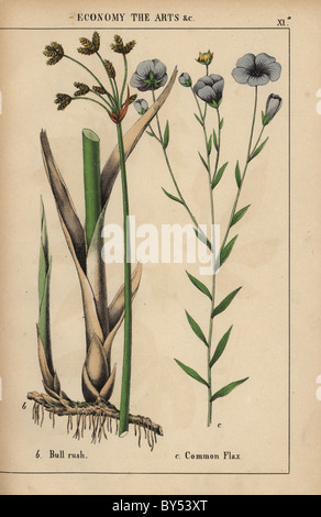 Bull rush or bulrush Cyperus and common flax plant with blue flowers ...