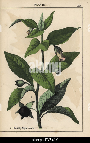 The illustration of Atropa belladonna (deadly nightshade) depicts this ...