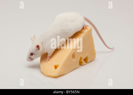 White mouse climbing on a piece of cheese Stock Photo - Alamy