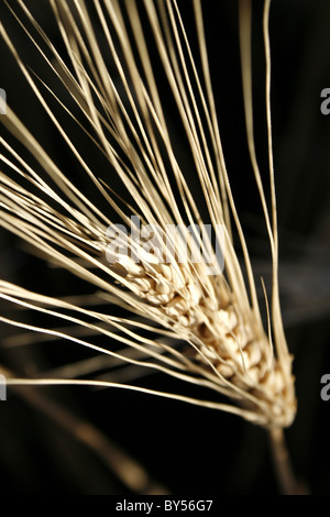 detail of wheat stems and heads Stock Photo - Alamy
