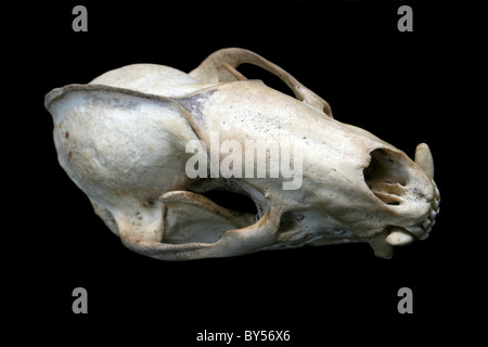 Skull of European Badger (Meles meles Stock Photo - Alamy