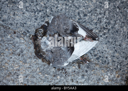 Dead bird squashed into road asphalt Stock Photo - Alamy