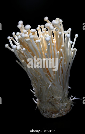 Fresh enoki mushrooms isolated on white background Stock Photo - Alamy