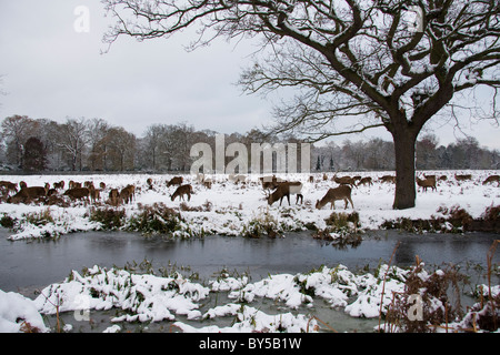 The Longford River Bushy Park, Richmond Upon Thames London England ...
