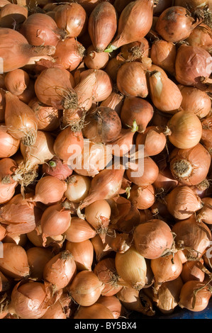 onion onions skin skins bulbs bulb shalot salots Stock Photo - Alamy