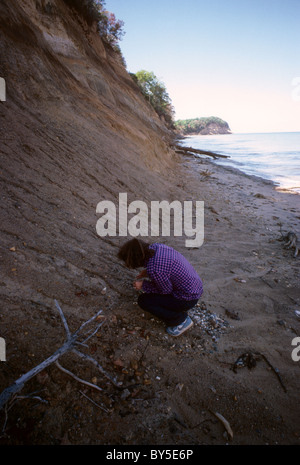 USA Maryland Calvert Cliffs State Park families look for fossils and ...