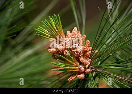 The male pollen-bearing flowers of a White pine (Pinus strobus Stock ...
