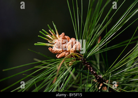 The male pollen-bearing flowers of a White pine (Pinus strobus Stock ...
