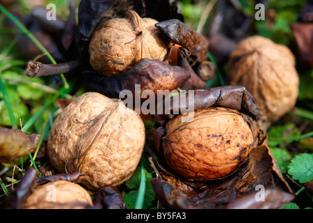 Fresh Walnuts fallen from a tree Stock Photo - Alamy