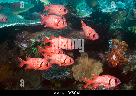 Bigscale soldierfish (Myripristis berndti) on a reef. Photographed off ...