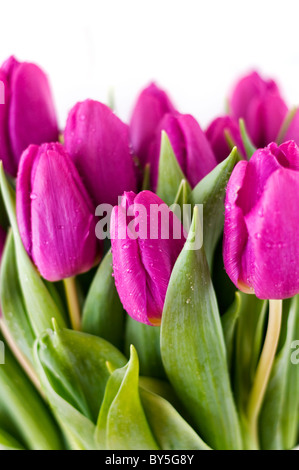 Bouquet of tulips on purple background Stock Photo - Alamy