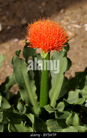 Blood Lily, Royal Lily, Snake Lily or Paintbrush Lily, Scadoxus ...