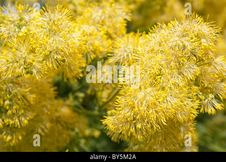 Primrose bright inflorescence, Thalictrum glaucum soft yellow flowers ...
