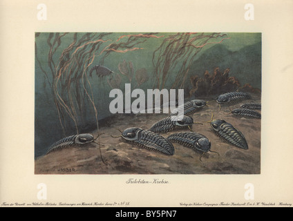 Trilobite. fossil group of extinct marine arthropods that form the ...