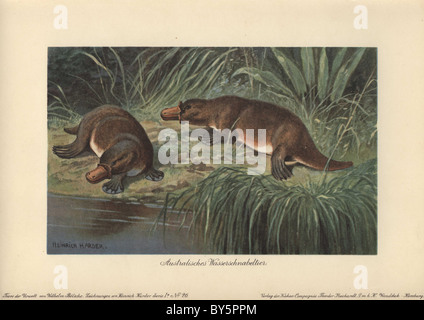 Ornithorhynchus anatinus, duck-billed platypus Stock Photo - Alamy